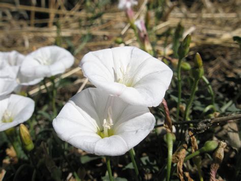 Free Images Nature Blossom White Leaf Flower Petal Botany