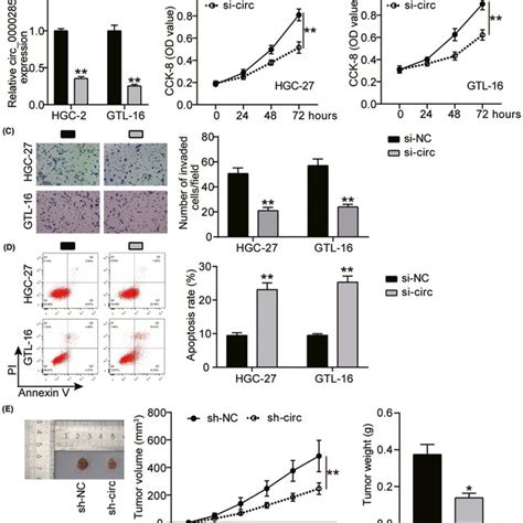 The Function Of Silenced Hsa Circ 0000285 On Gc Progression Hgc‐27 And Download Scientific