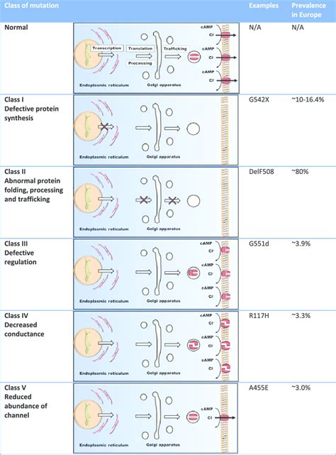 The Classification Of Cftr Mutations For Normal Cftr Production The Download Scientific