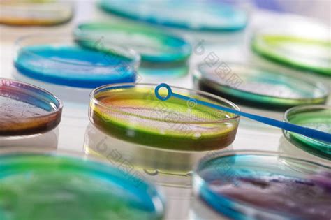 微生物学培养皿中的彩色细菌培养图片 包图网企业站