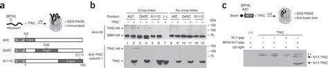 Mapping The Contact Sites Between Htt Exon1 And The Chaperonin Trica