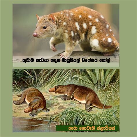 පාඨලී කිරි බී වැඩෙන විස්මිත සත්ව ලෝකය 02 දෙවැනි