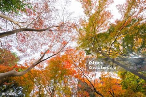 간사이 교토시의 단풍단나 단풍또는 단풍단원단풍의 단풍이 단풍의 단풍을 선사합니다 일본의 나무 자연 풍경 배경입니다 풍경에 대한 스톡 사진 및 기타 이미지 Istock