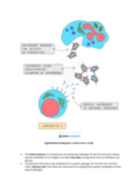 Solution Ch 10 Pathogenes Immunity Igcse Notes Studypool