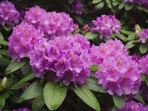 Rhododendron Plant Care Just Plant Crazy