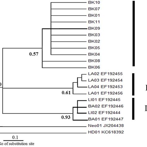 bayesian inference of the 50 majority rule consensus tree of co1 gene