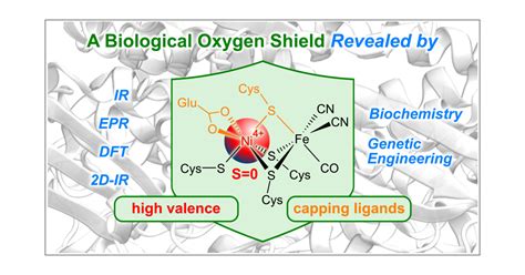 Reversible Glutamate Coordination To High Valent Nickel Protects The Active Site Of A [nife