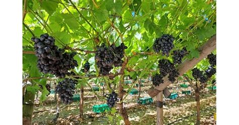 Реколтата от ранните сортове грозде в Южна Африка е с до 25 по ниска Български Фермер