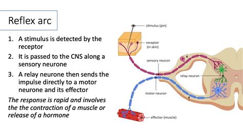 The Stimulus Response Model A Level Biology Teaching Resources