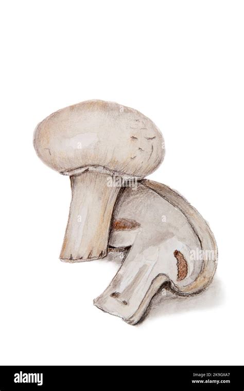 Two White Mushrooms Latin Agaricus Arvensis Lying Next To Each Other One Of Which Shows A