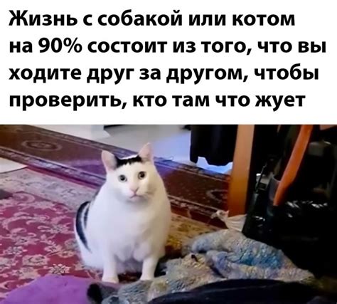 ﻿Жизнь с собакой или котом на 90 состоит из того что вы ходите друг за другом чтобы проверить
