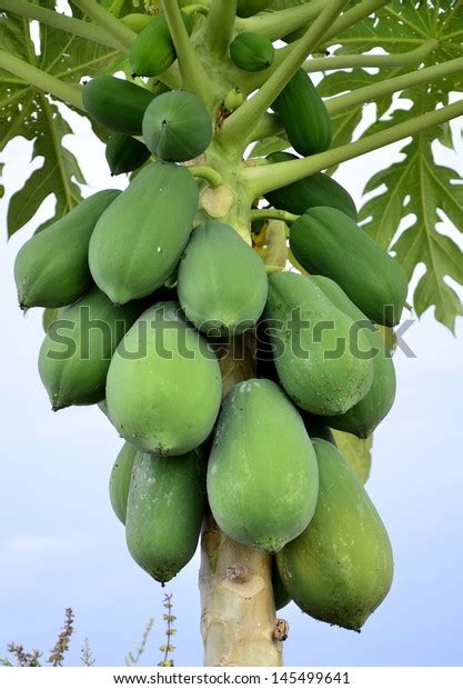 Papaya Tree Plenty Papaya Fruits On Stock Photo 145499641 Shutterstock