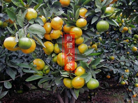 大分一号蜜桔亩产量多少斤 大分1号 品种 柑橘问答