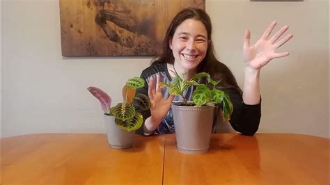 Maranta Kerchoveana - YouTube