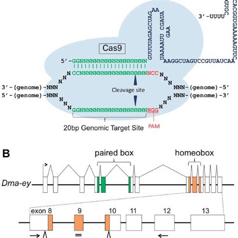Pdf Crispr Cas Mediated Targeted Mutagenesis In