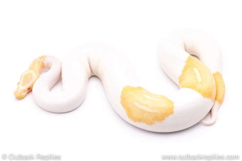All You Need To Know About Ball Python Albino Morphs Vital Frog