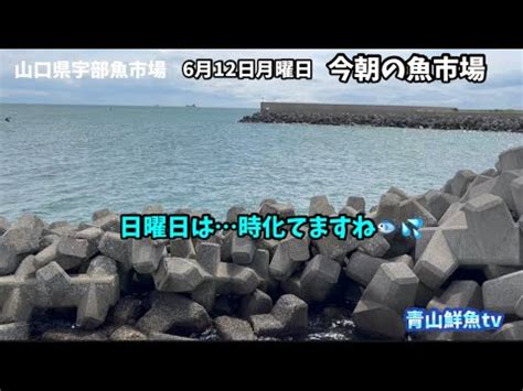 少ないです時化コメント紹介プラム今朝の魚市場6月12日月曜日の水揚げ状況 YouTube