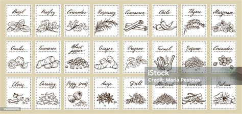 향신료 스티커의 벡터 세트 바질 파슬리 고수풀 로즈마리 계피 칠리 후추 백리향 심황 후추 생강 오레가노 커민 양귀비 아니스 마늘 딜 겨자 사프란 바닐린 회향 참깨 정향 마