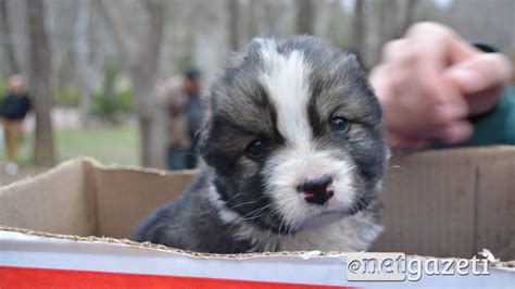 სანამ ძაღლის აყვანას ჩუქებას გადაწყვეტთ Netgazeti • ცხოველები • Netgazeti Ge