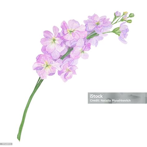 라일락 길리 플라워 수채화 그림입니다 손으로 그린 식물 그림 꽃 스케치 다채로운 꽃 클립 아트 여름 결혼식 초대장 인쇄 인사말 승화 섬유의 가을 디자인 0명에 대한 스톡