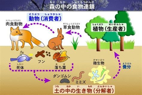 食物連鎖 バイオハックch