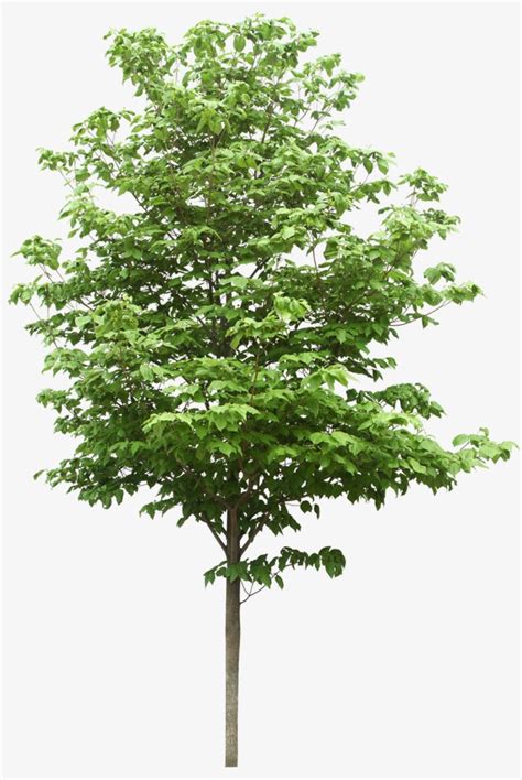 Collection Of Trees PNG HD PlusPNG