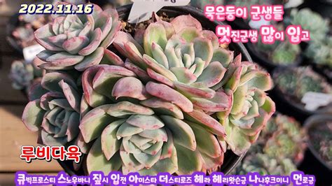 루비다육2탄묵은둥이들큐빅후로스티스노우바니짚시입전아미스타더스티로즈레몬로즈금먼로금문가드니스금파스텔레온헤라헤리왓슨금나나 Youtube