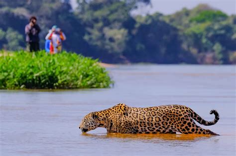 10 самых опасных животных Латинской Америки