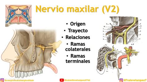 Nervio TrigÉmino V2 Pt 2 Orígen Trayecto Distribución Ramas