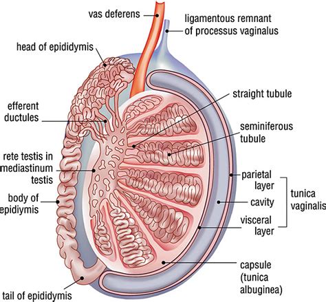Epididymal Cyst Diagram