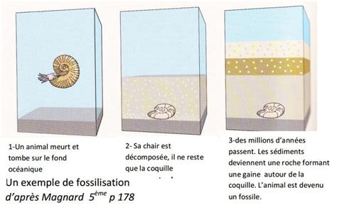 Expliquer La Fossilisation Du Schéma Au Texte Svt De La Grenouille