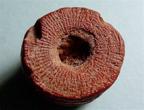 Crinoid Cochise College Geology