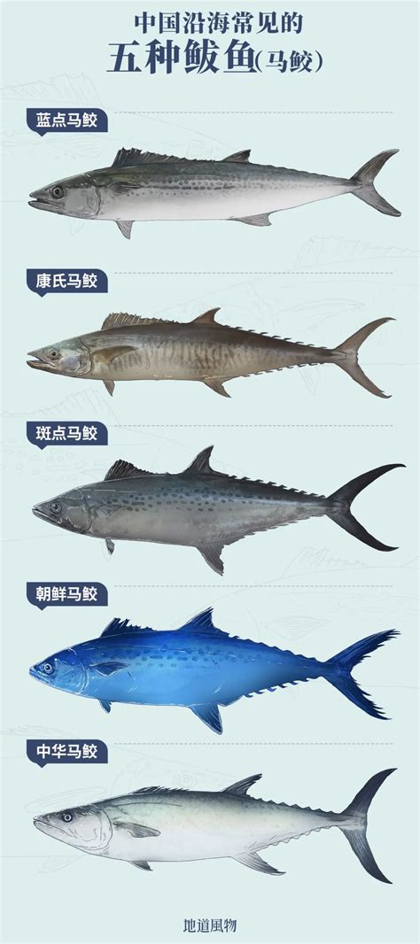 南方vs北方哪里的鲅鱼马鲛最好吃 澎湃号湃客 澎湃新闻 The Paper