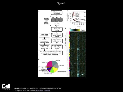 Large Scale Profiling Of Kinase Dependencies In Cancer Cell Lines Ppt