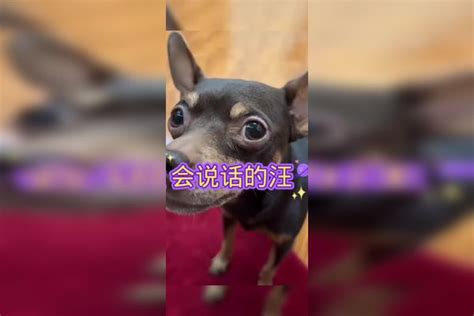动物 集结吧光合创作者 动物
