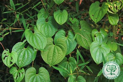 上海数字植物志
