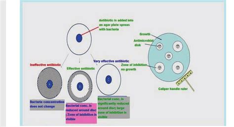 Agar Diffusion And Antimicrobial Test