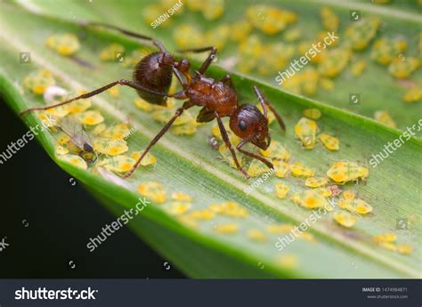 Honey Ant Over Royalty Free Licensable Stock Photos Shutterstock