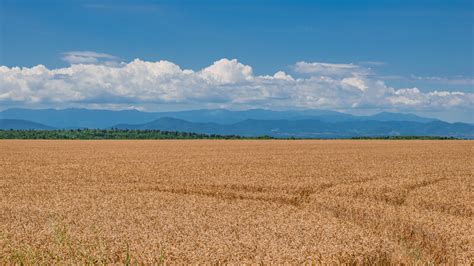 Сред житата Author Milen Mladenov Resco Photo Forum