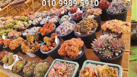 노숙다육이 서리가 뽀얗게내렸네요~ Youtube