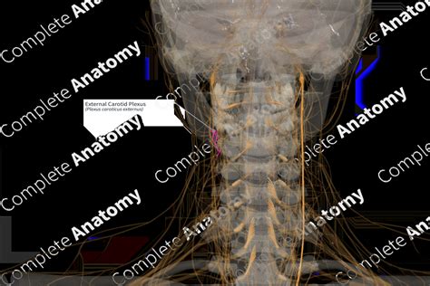External Carotid Plexus Right Complete Anatomy