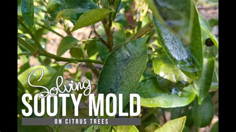 Solving Black Sooty Mold Caring For Citrus Trees In Socal Zone 10b Youtube