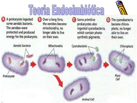 Teoría endosimbiótica MEDilove uDocz