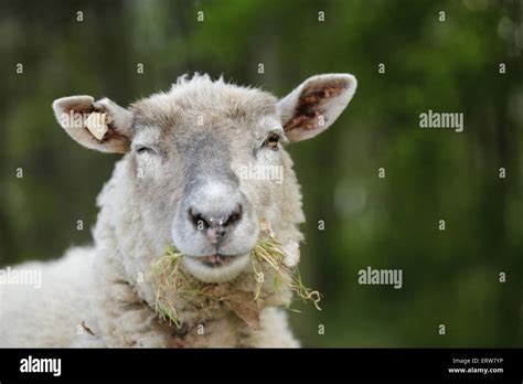 Funny sheep hi-res stock photography and images - Alamy