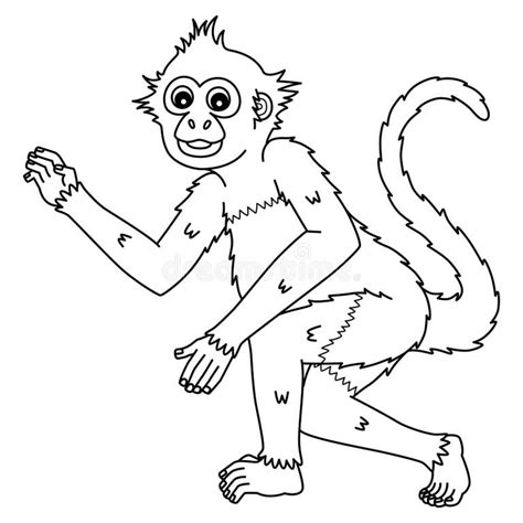 Spider Monkey Coloring Page Stock Illustrations 16 Spider Monkey