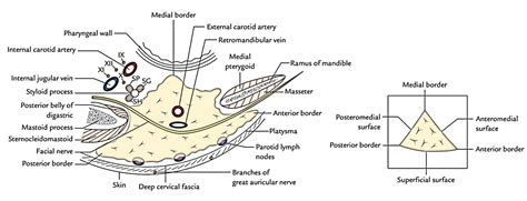 Easy Notes On 【parotid Gland】learn In Just 4 Minutes