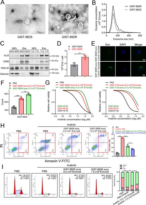 Exosomes Transmit Imatinib Resistance In Gist Cells A Small Exosomes