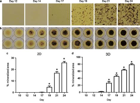 Mineralization Occurs Earlier In 3d Cultures Mc3t3 E1 Cells Cultured