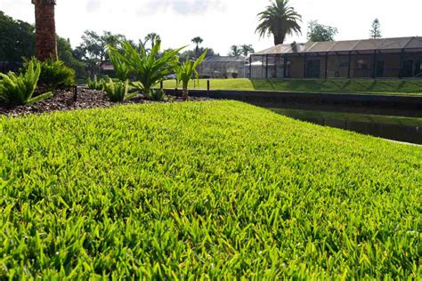 Most Common Grass Varieties In Florida Lawns Bethel Farms