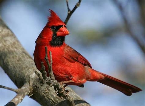 Virginia State Bird Northern Cardinal Pájaros De Colores Cardenales